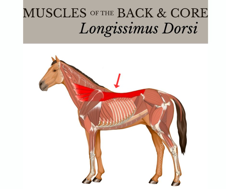 The Main Anatomy Of The Horse s Back You Need To Know